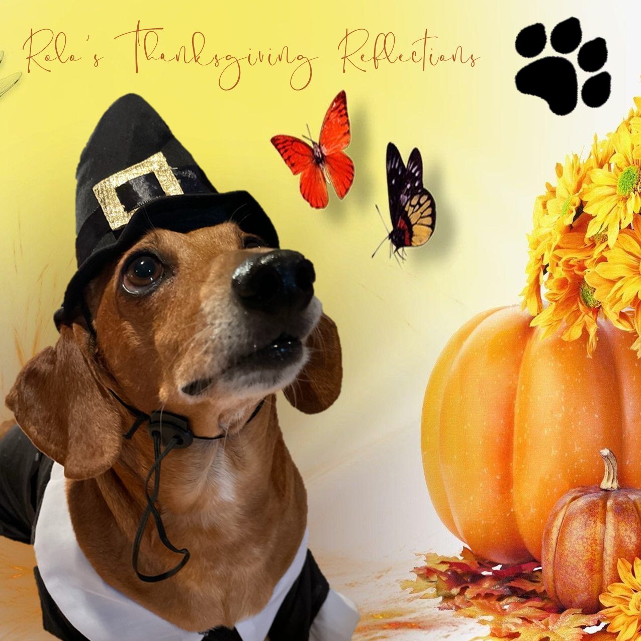 CD’s/Music – The Rolo Man